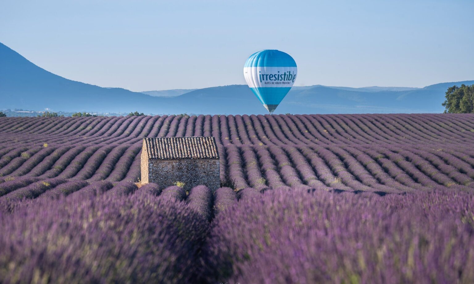 Valensole Plateau and its lavender fields to explore